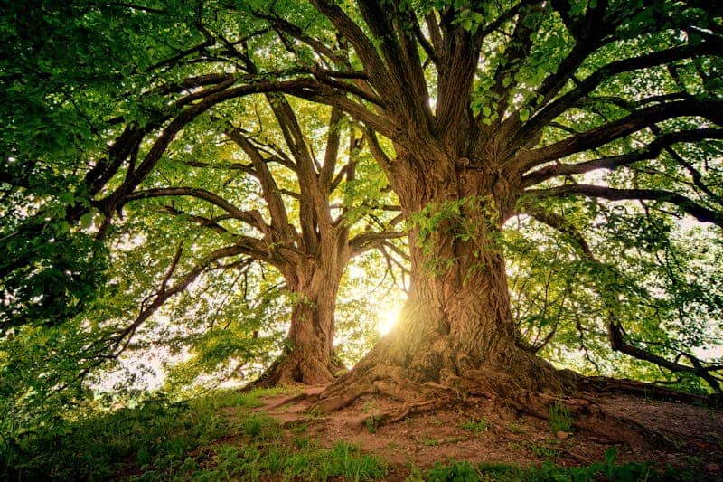 Train Up a Child Publishing | The Magic and Mystery of Trees